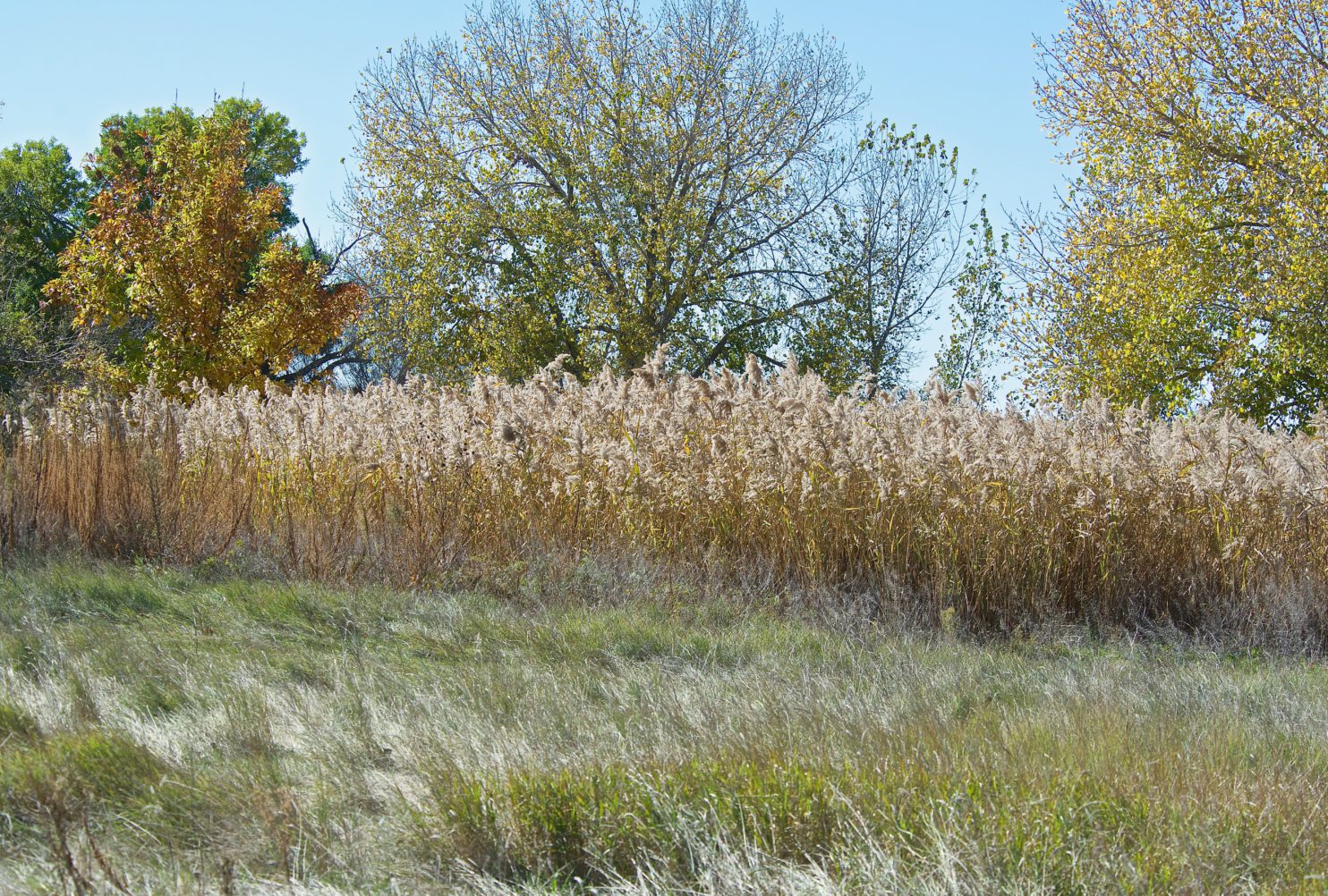 Common Reed (Phragmites australis) - Plants and Animals of Northeast ...