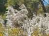 Common Reed (Phragmites australis) - Plants and Animals of Northeast ...