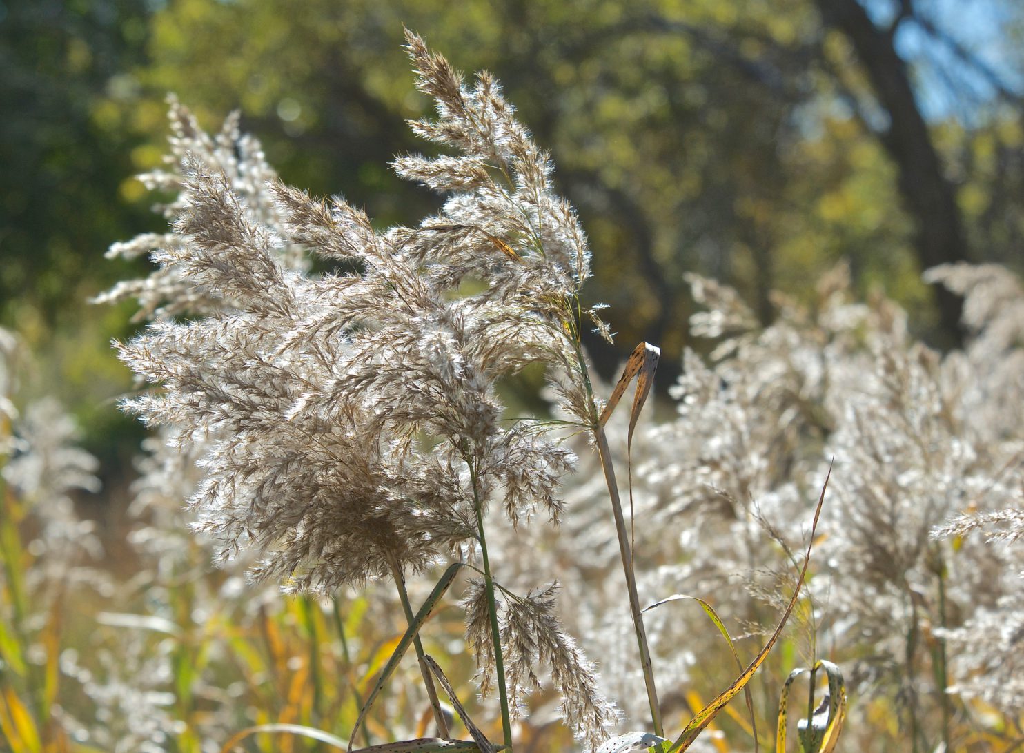 Common Reed (Phragmites australis) - Plants and Animals of Northeast ...