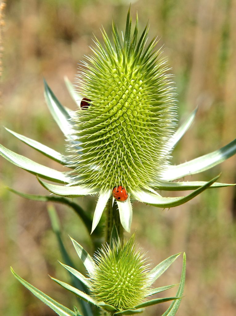 Teasel (Dipsacus fullonum) - Plants and Animals of Northeast Colorado