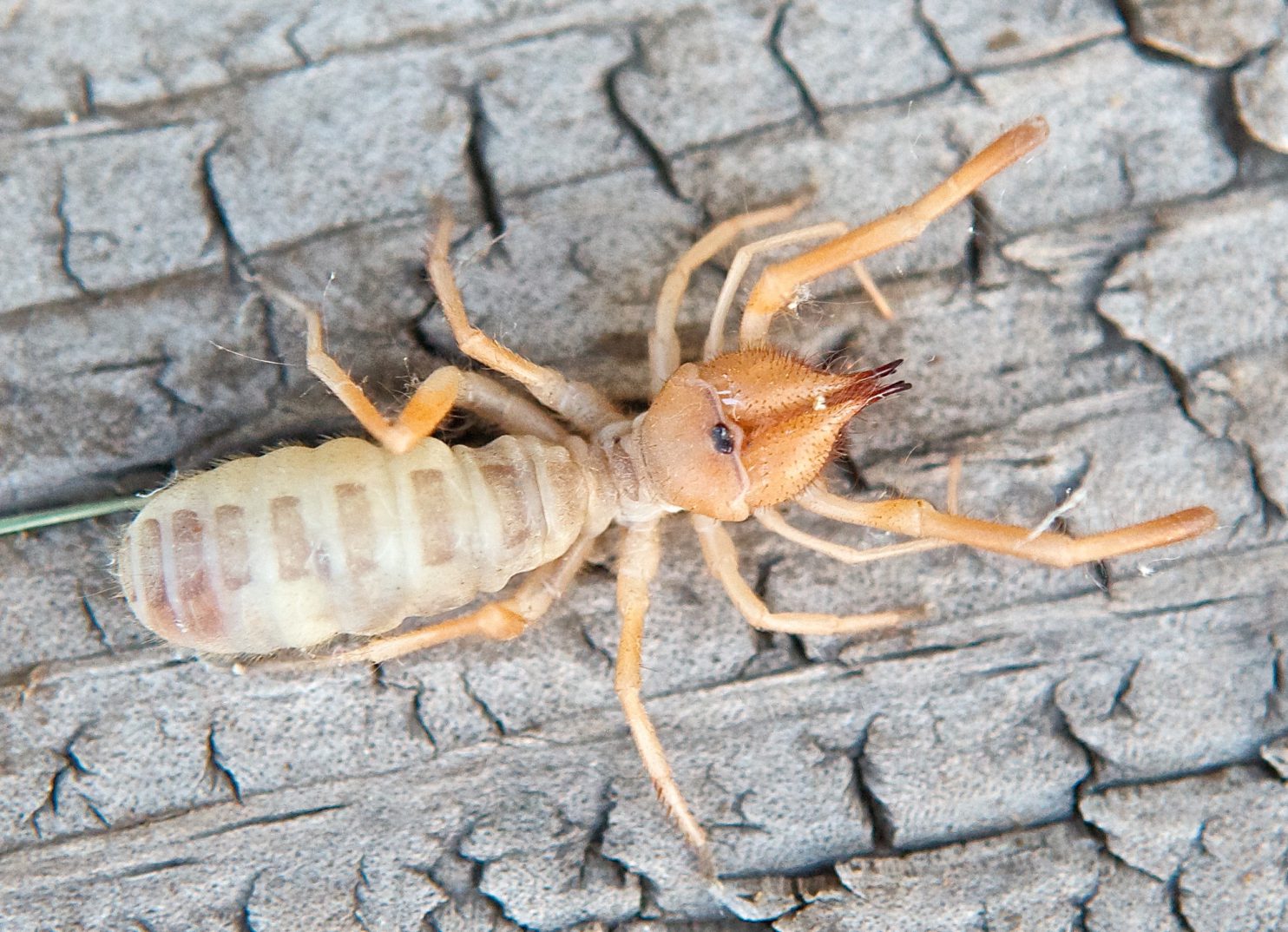 Wind Scorpion (Solifugae) - Plants and Animals of Northeast Colorado