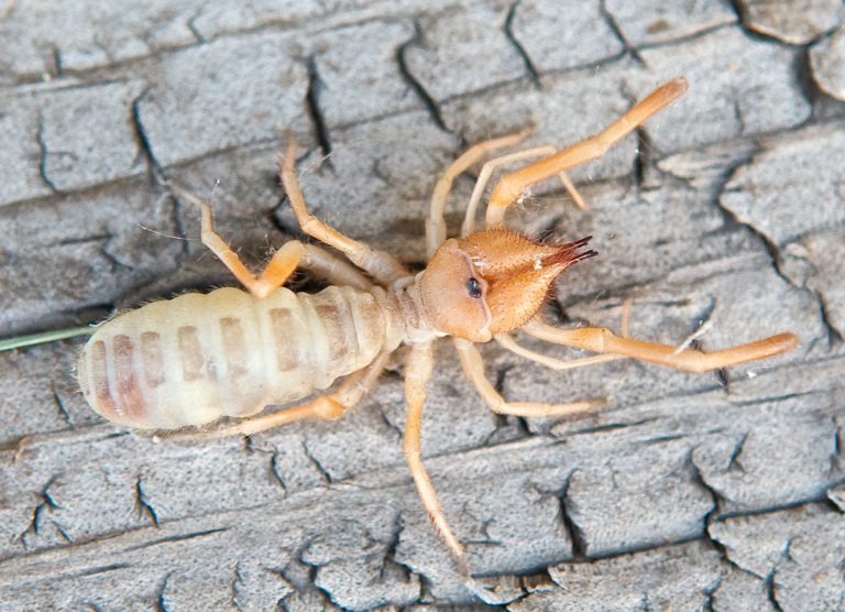 Wind Scorpion (Solifugae) - Plants and Animals of Northeast Colorado
