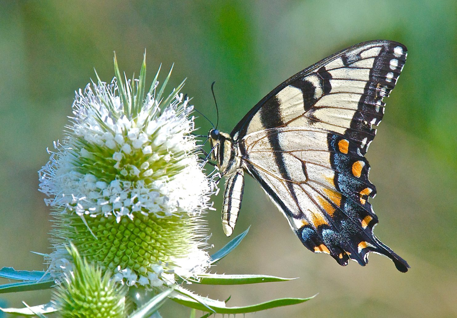 More Butterflies - Plants and Animals of Northeast Colorado