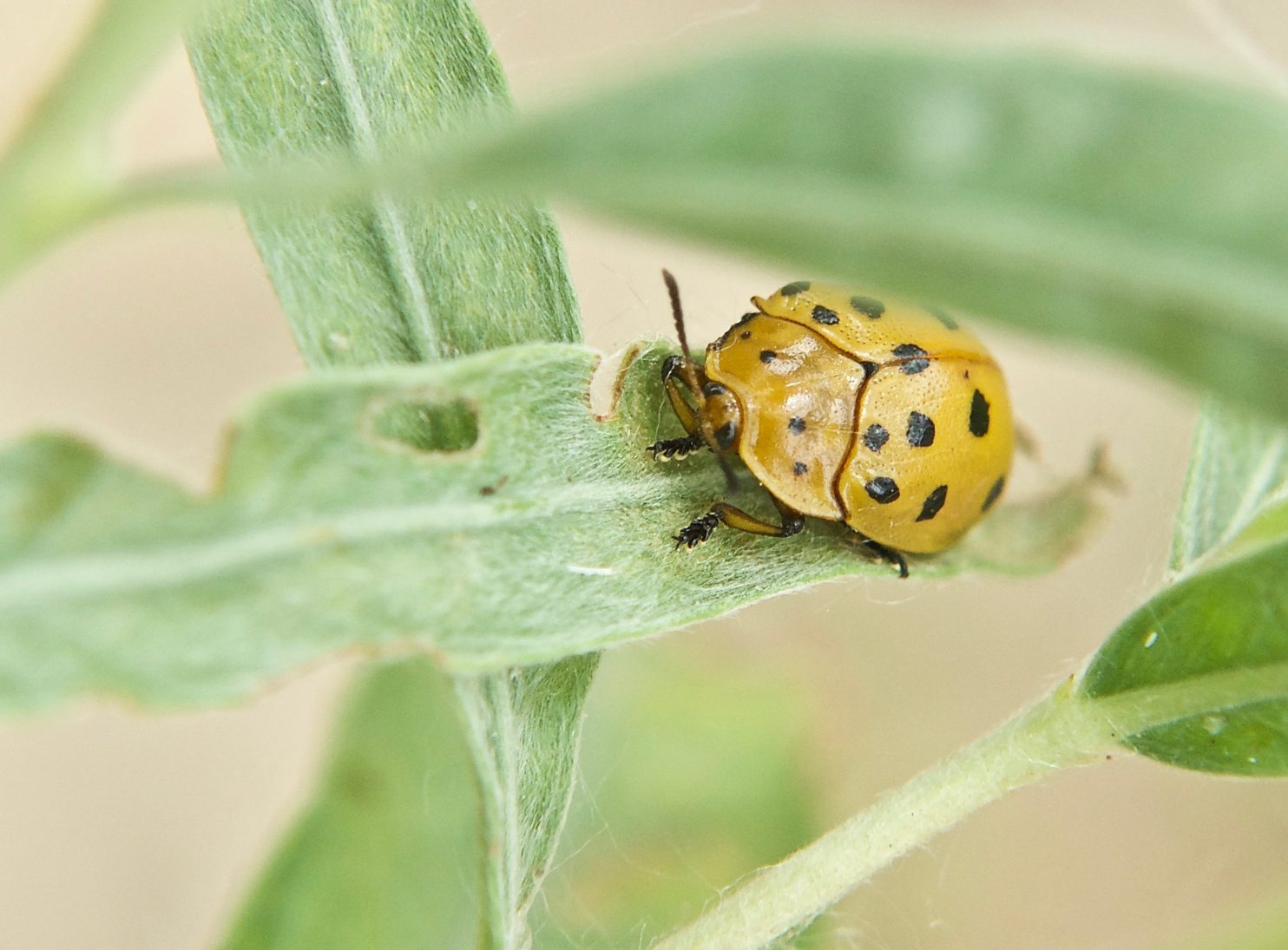 Beetles - Plants and Animals of Northeast Colorado