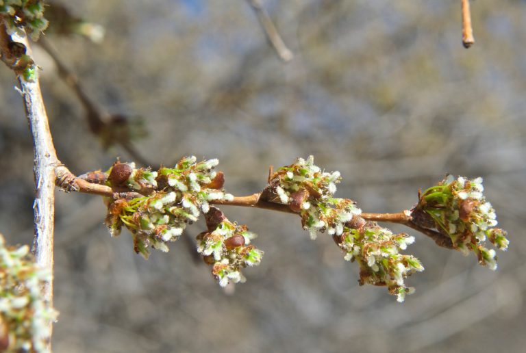 Elm Trees - Plants and Animals of Northeast Colorado