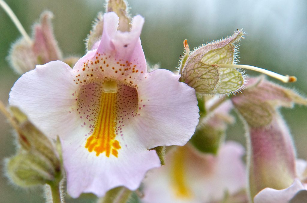 Common Devil's Claw (Proboscidea louisianica) - Plants and Animals of ...
