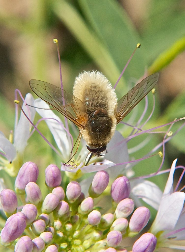 Flies - Plants and Animals of Northeast Colorado