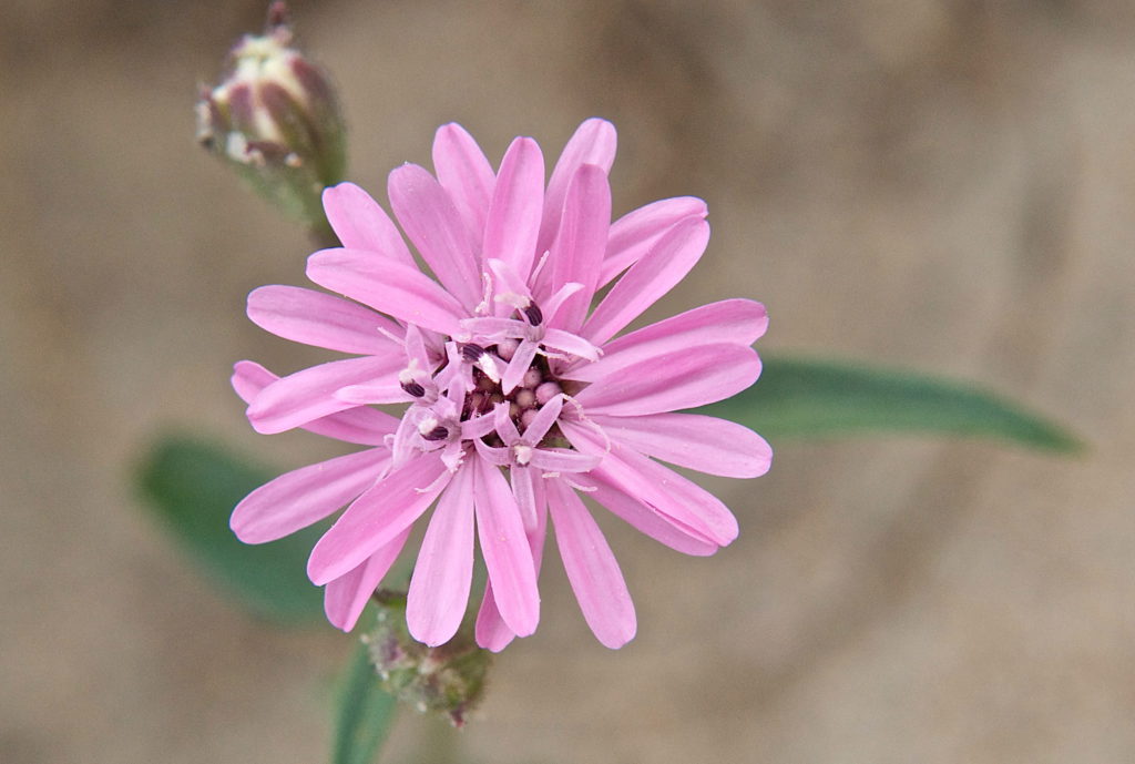 Palafox (Palafoxia sphacelata) - Plants and Animals of Northeast Colorado