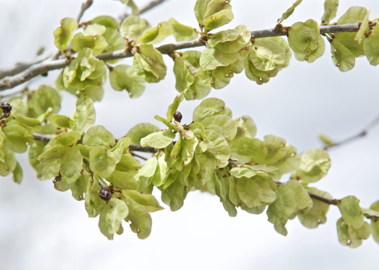 Elm Trees - Plants and Animals of Northeast Colorado