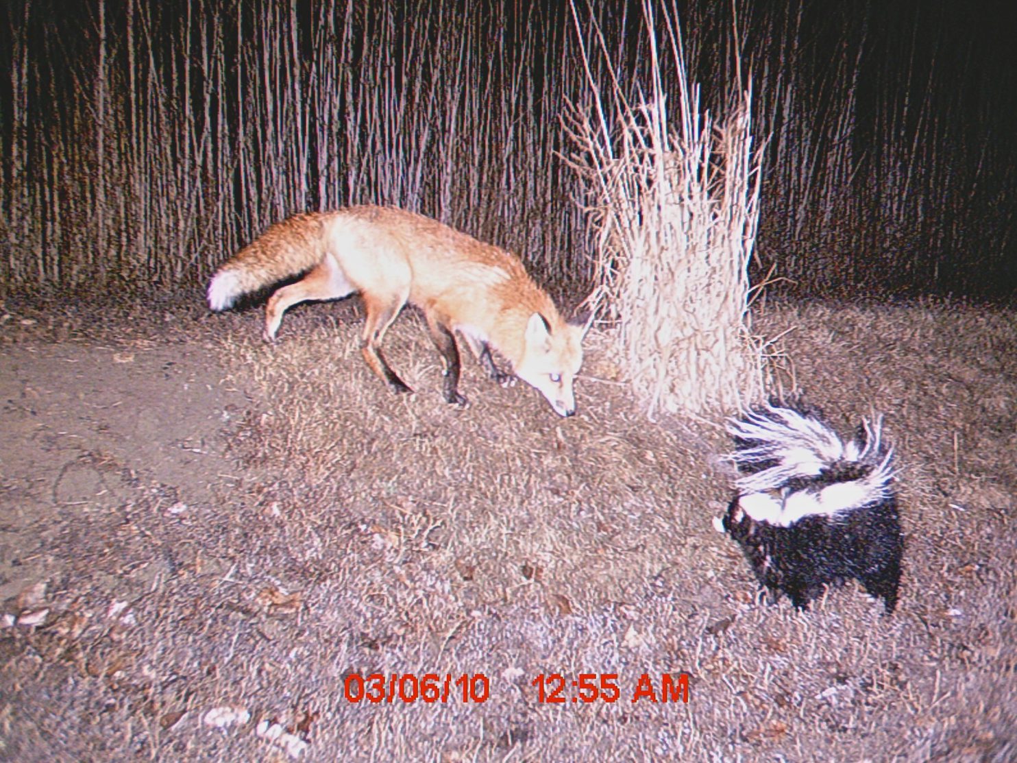 Animals Getting Along - Plants and Animals of Northeast Colorado