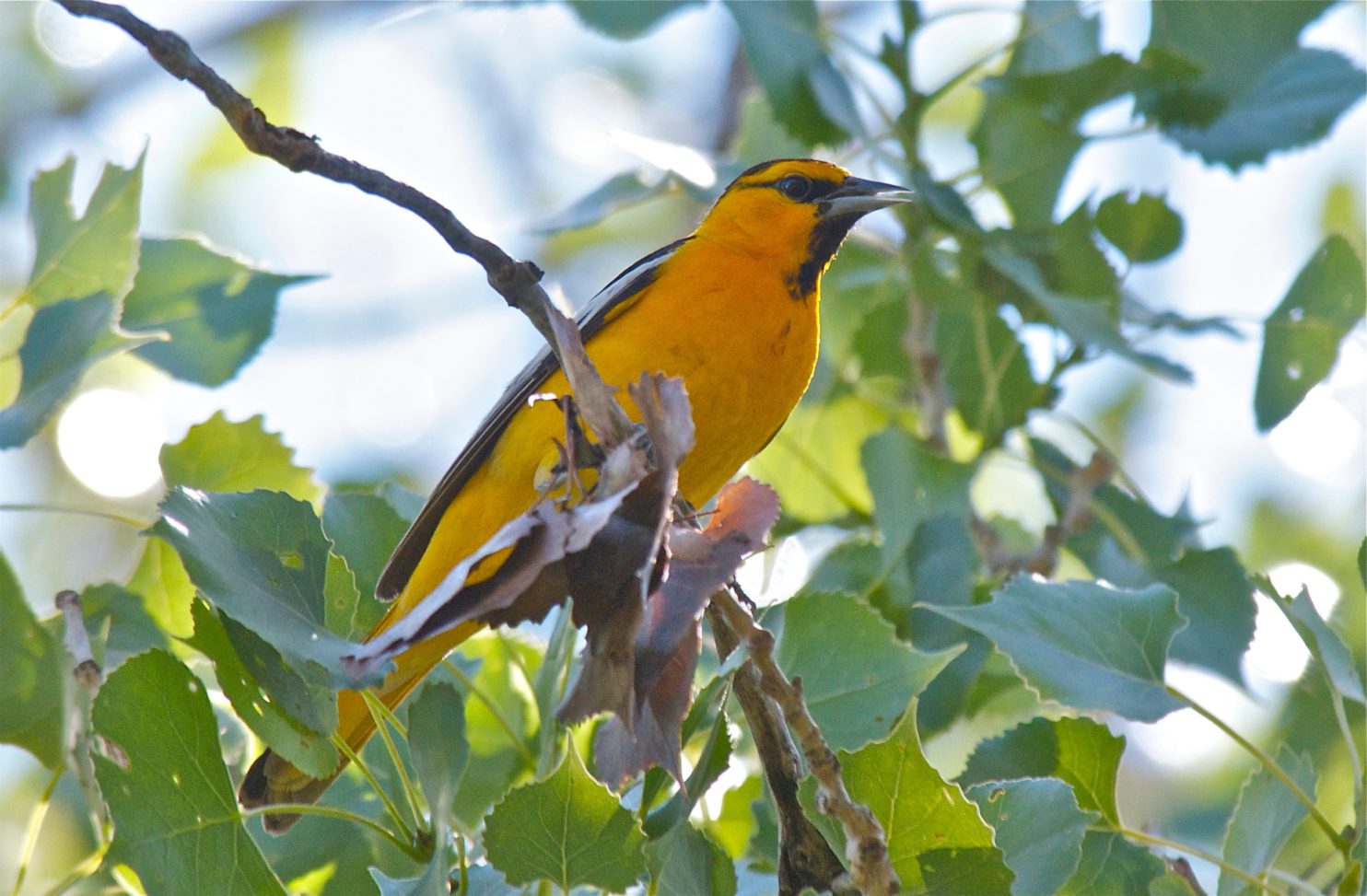 Orioles - Plants and Animals of Northeast Colorado