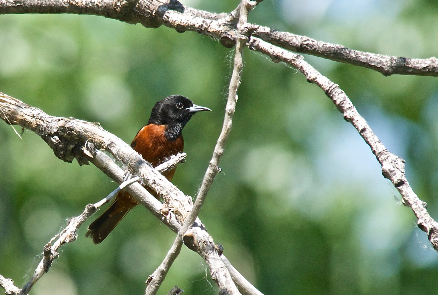 Orioles - Plants and Animals of Northeast Colorado