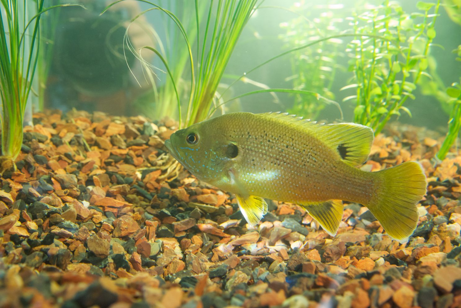 Green Sunfish (Lepomis cyanellus) - Plants and Animals of Northeast ...