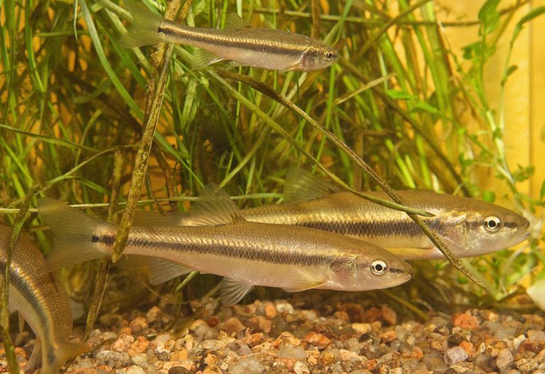 Creek Chub (Juvenile) (Semotilus atromaculatus) - Plants and Animals of ...