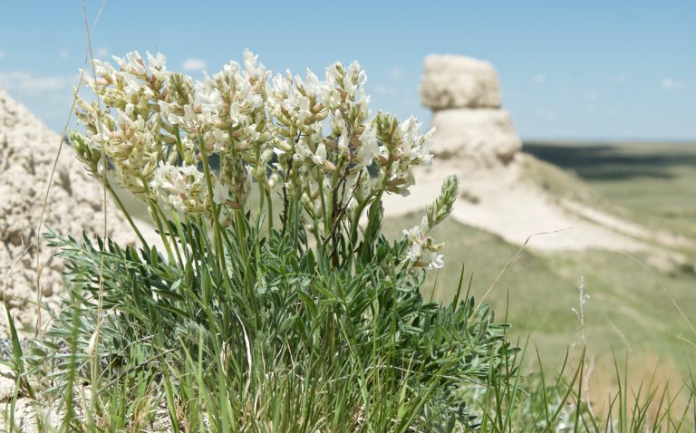White Locoweed (Oxytropis sericea) - Plants and Animals of Northeast ...