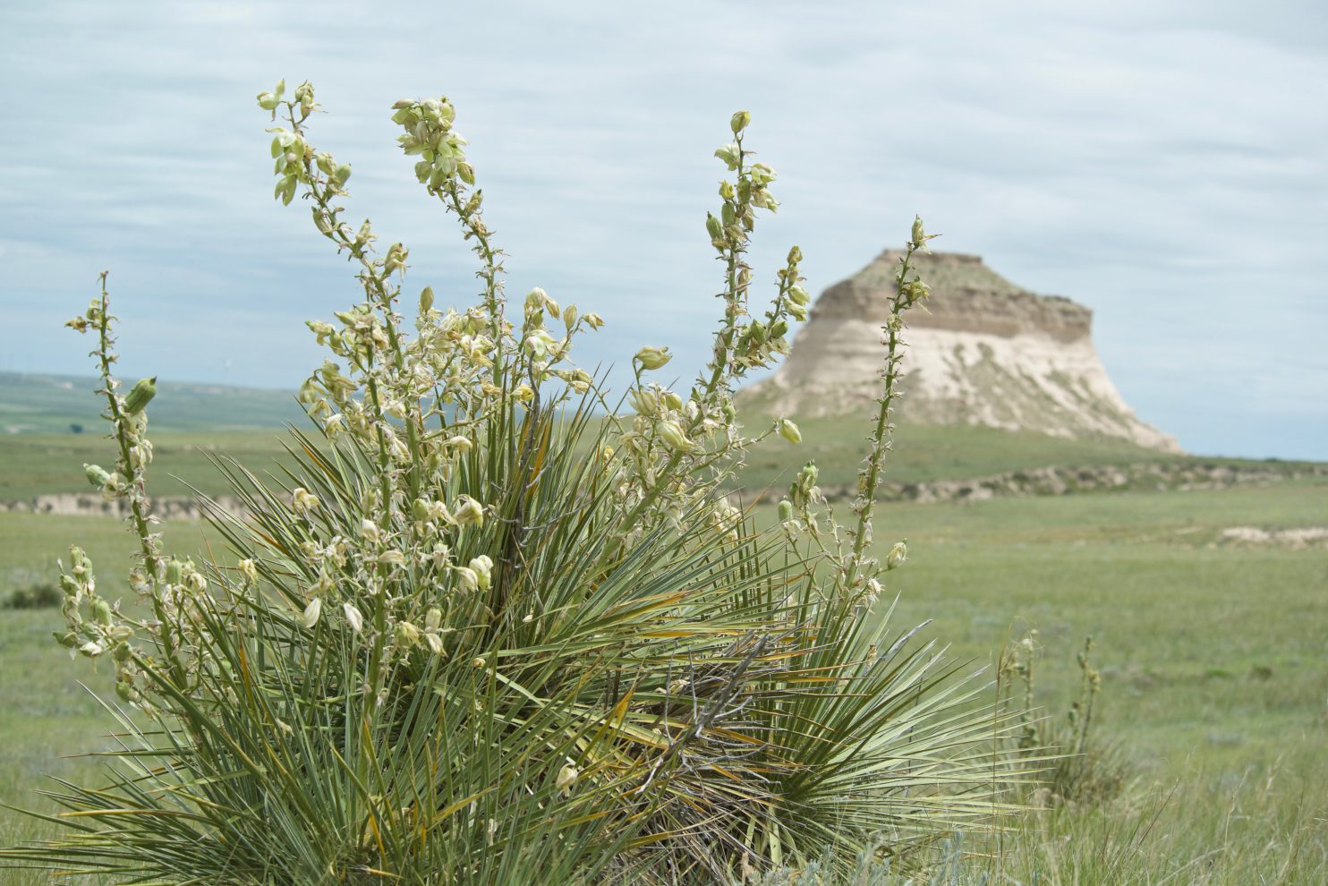 Yucca (Yucca glauca) - Plants and Animals of Northeast Colorado