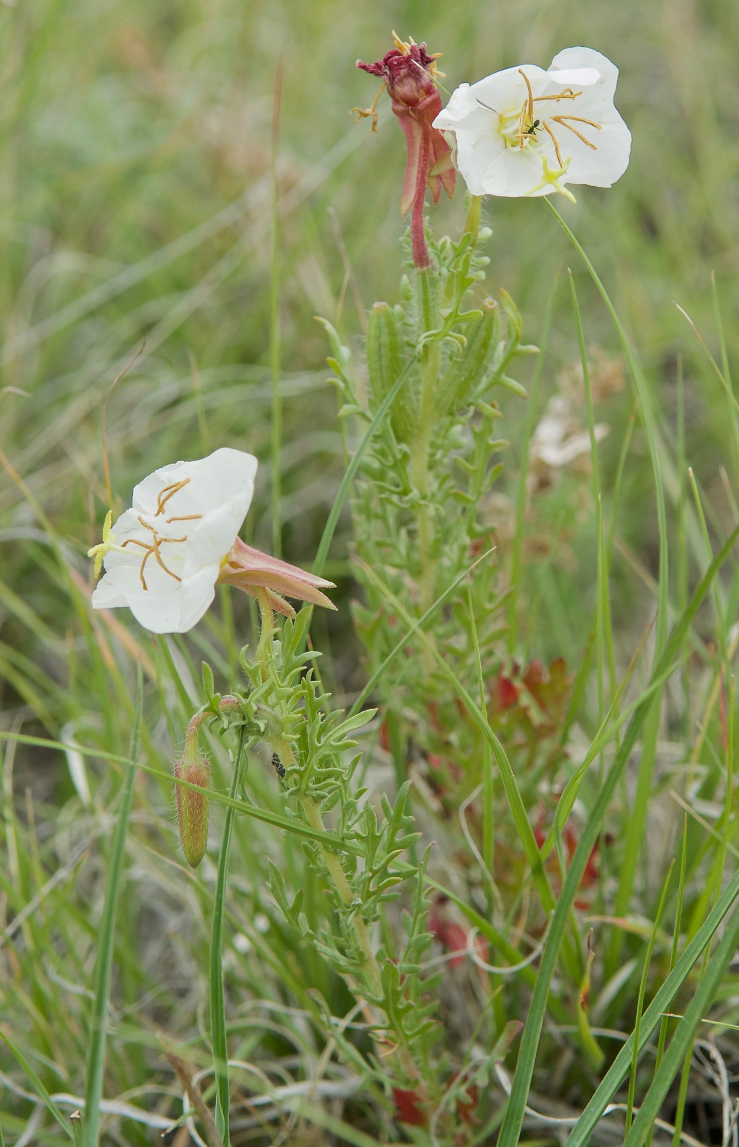Cutleaf Evening Primrose (Oenothera coronopifolia) - Plants and Animals ...