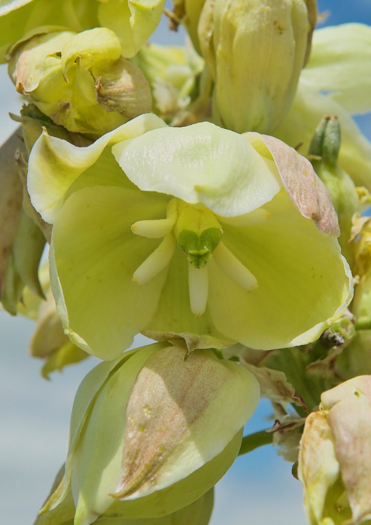 Yucca (Yucca glauca) - Plants and Animals of Northeast Colorado