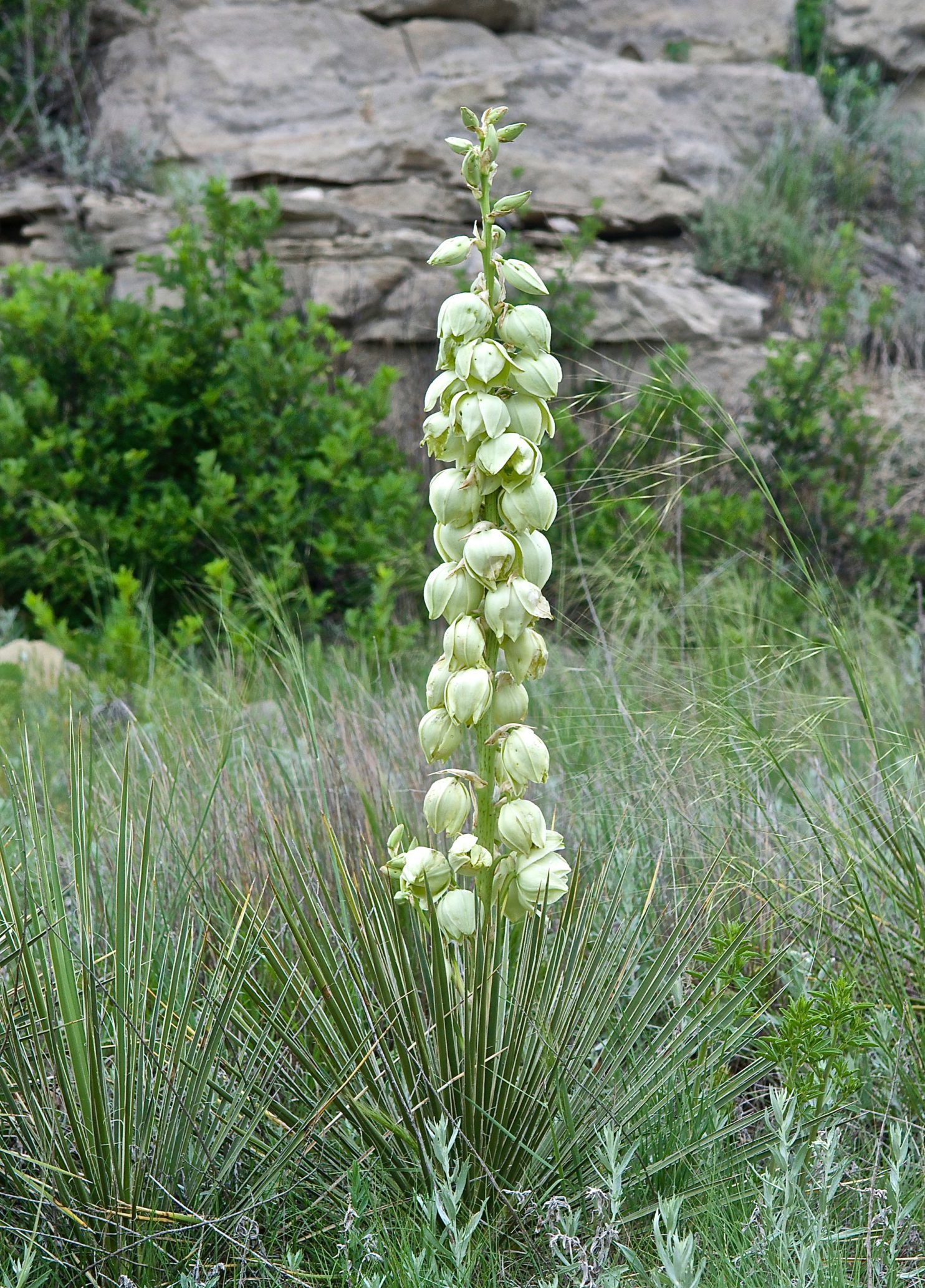 Yucca (Yucca glauca) - Plants and Animals of Northeast Colorado