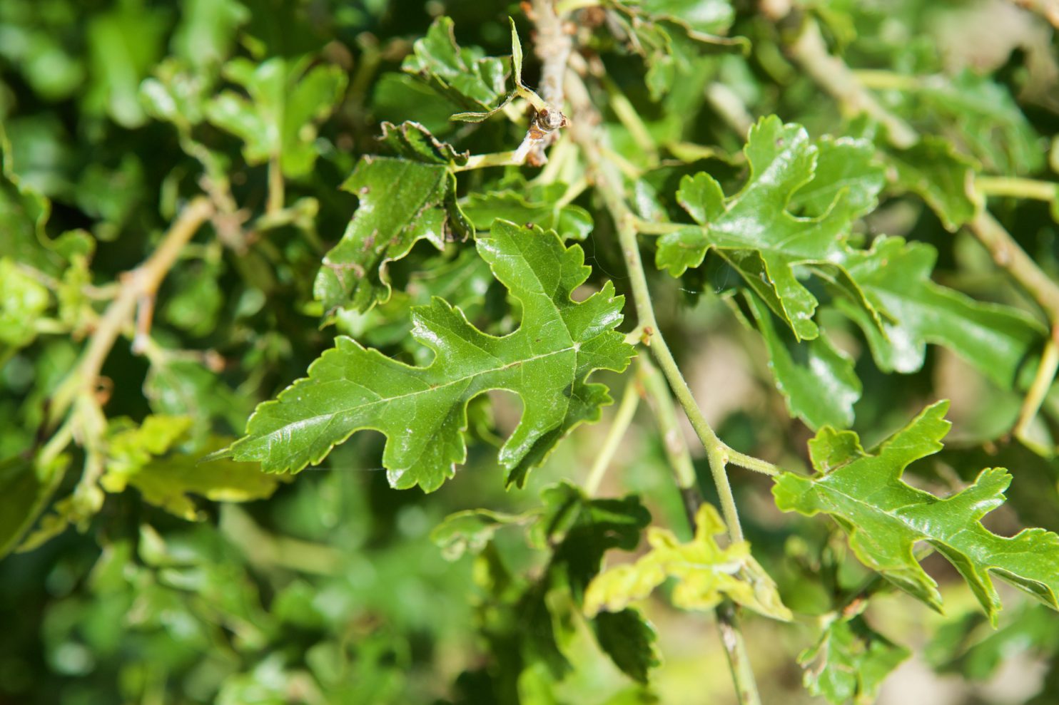 Scrub Oak - Plants and Animals of Northeast Colorado