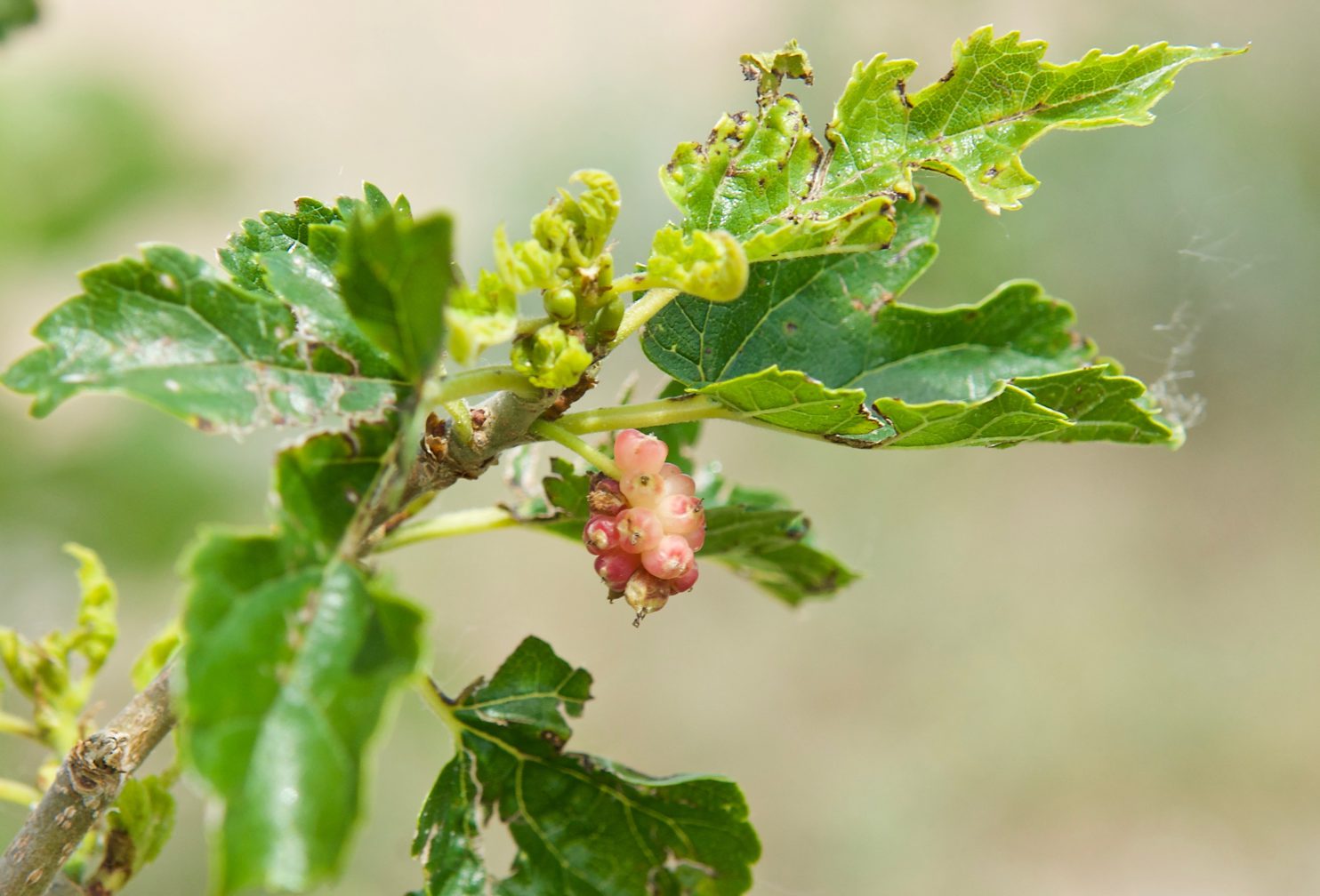 Scrub Oak - Plants and Animals of Northeast Colorado