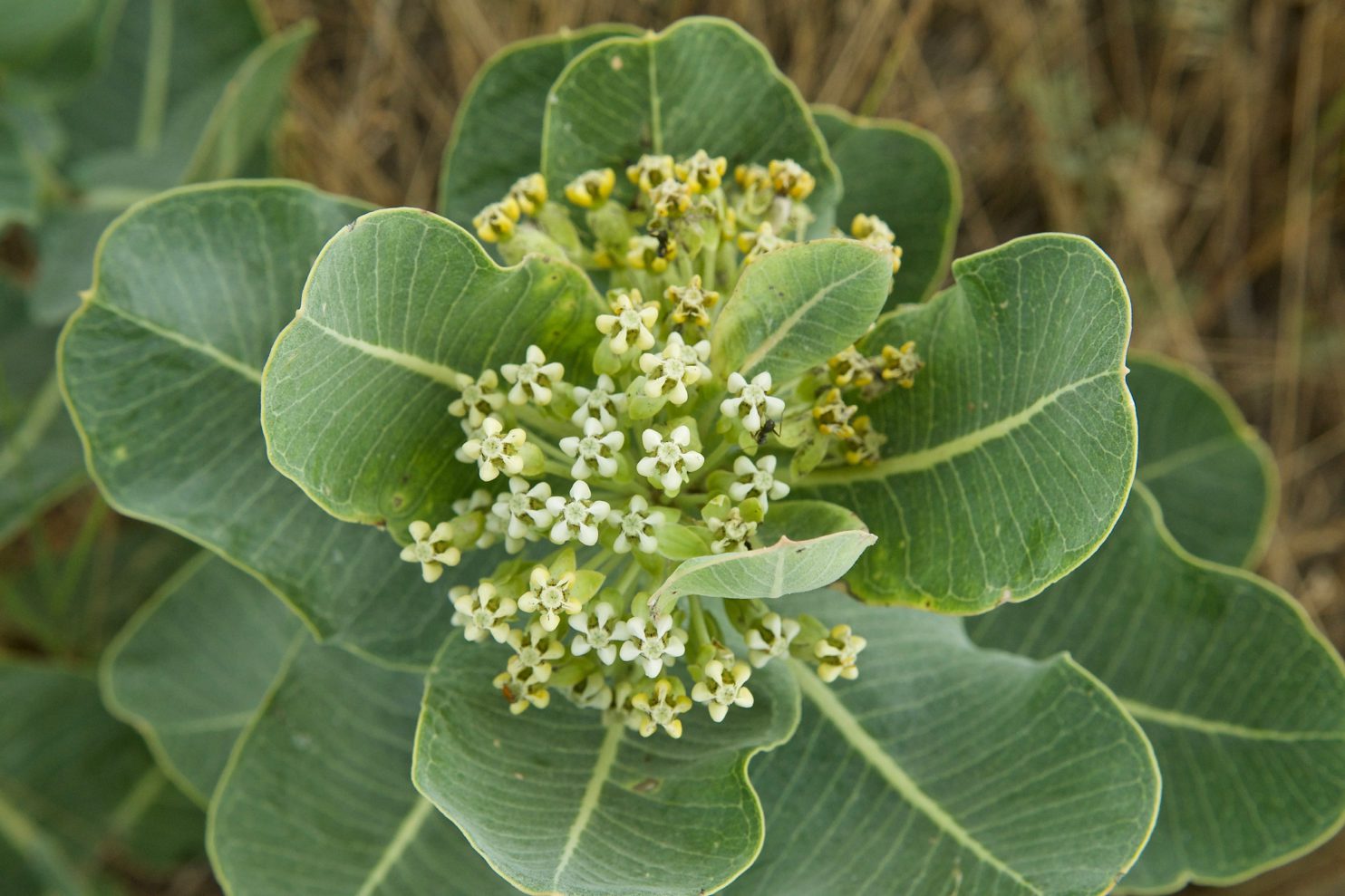 Sand Milkweed (Asclepias arenaria) - Plants and Animals of Northeast ...