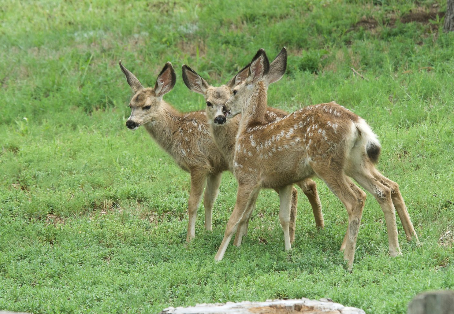 8-7-17 (The Trouble With Triplets) - Plants and Animals of Northeast ...