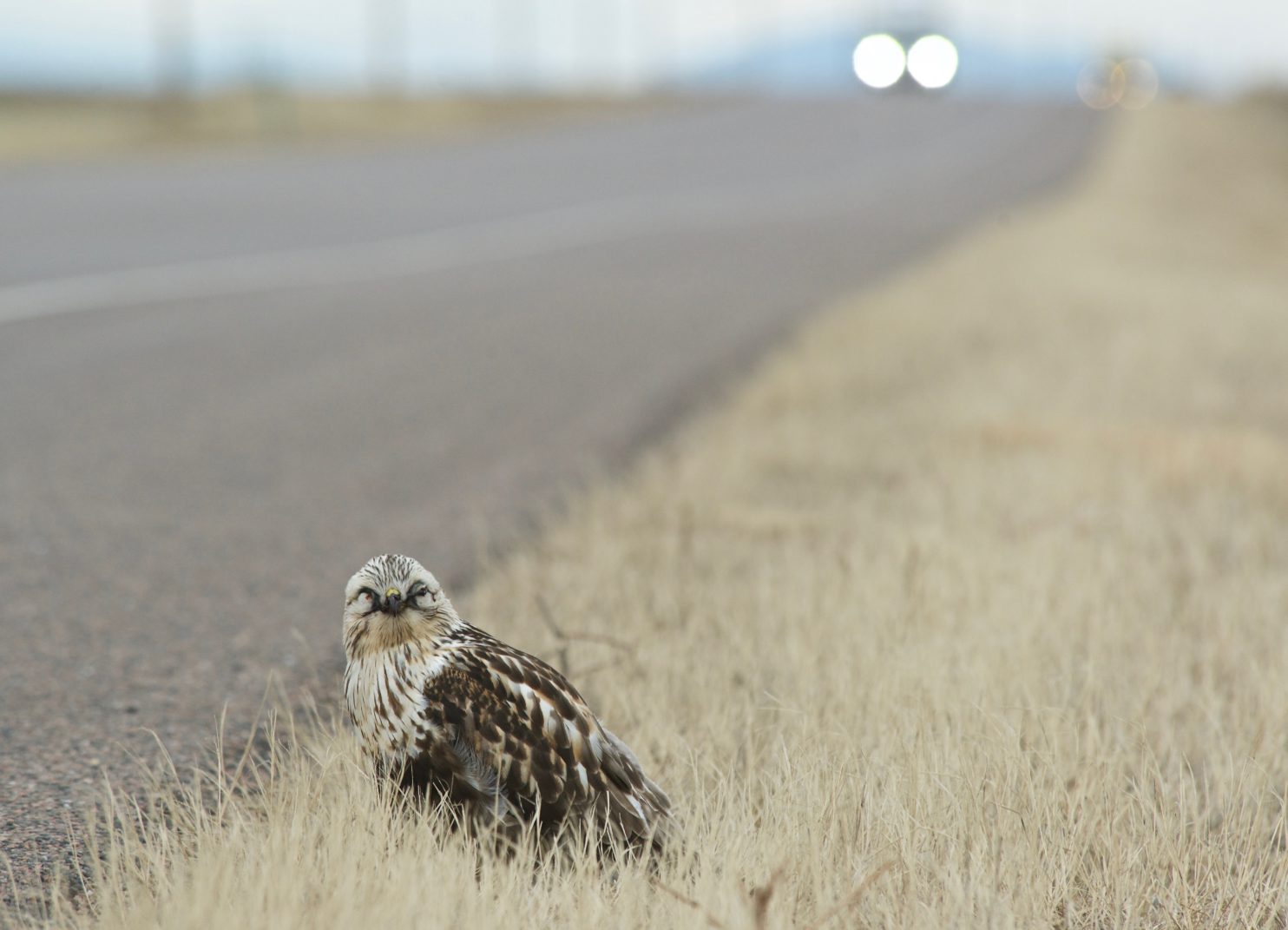1-10-18 (Hawks and Roadkill) - Plants and Animals of Northeast Colorado