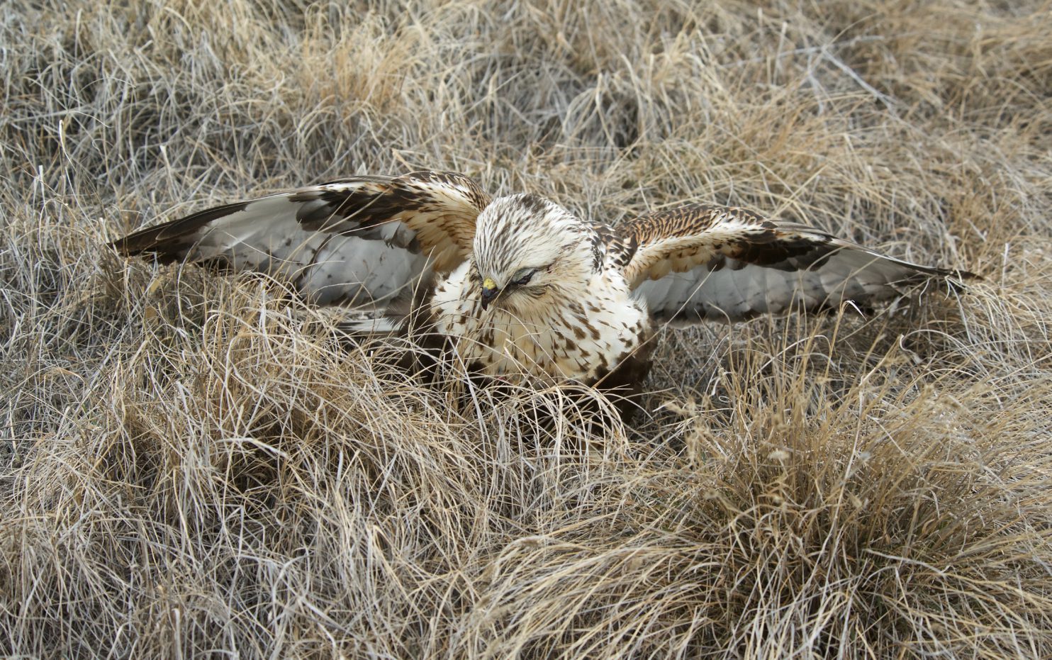 1-10-18 (Hawks and Roadkill) - Plants and Animals of Northeast Colorado