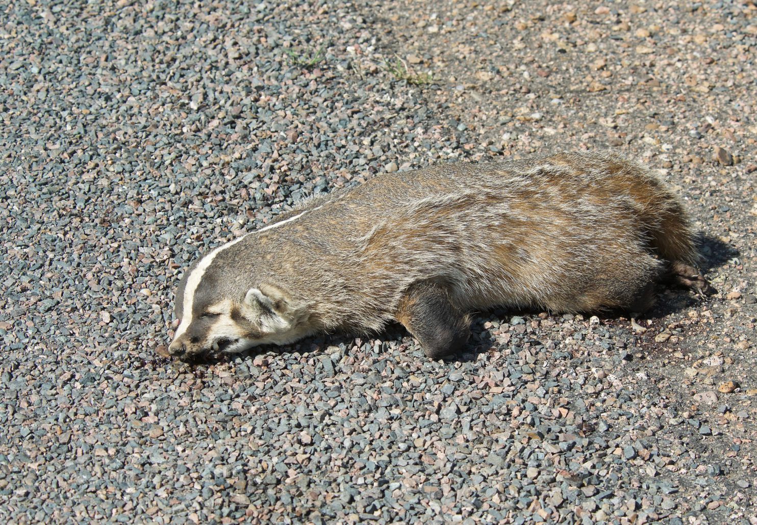 8-18-20 (Watching a Badger Melt) - Plants and Animals of Northeast Colorado