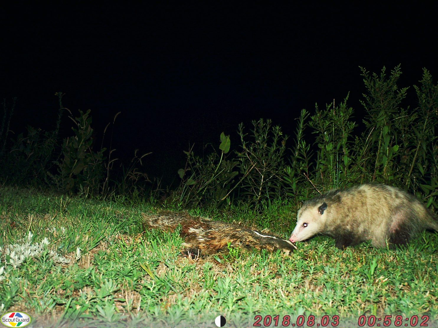 8-18-20 (Watching a Badger Melt) - Plants and Animals of Northeast Colorado