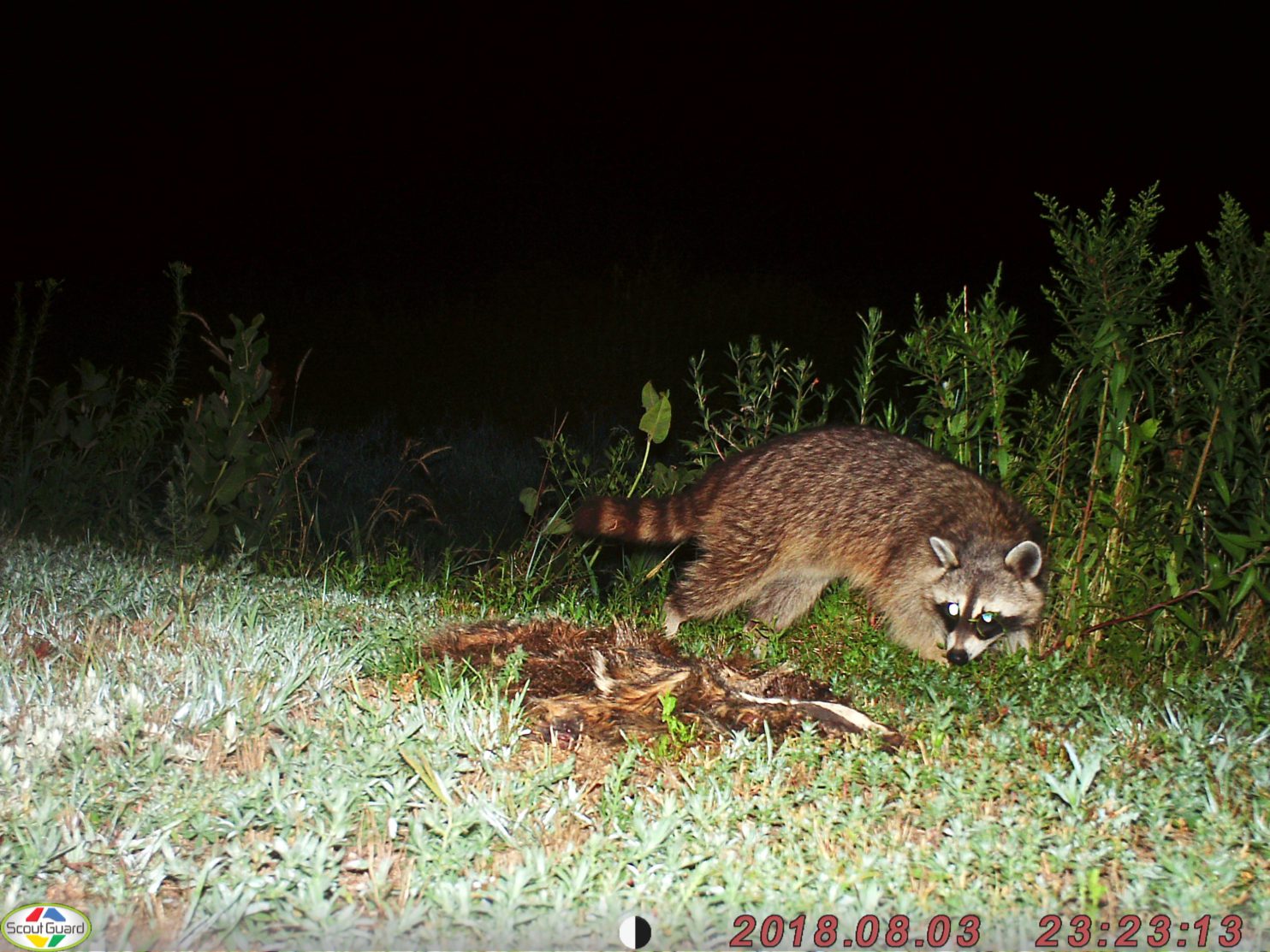8-18-20 (Watching a Badger Melt) - Plants and Animals of Northeast Colorado