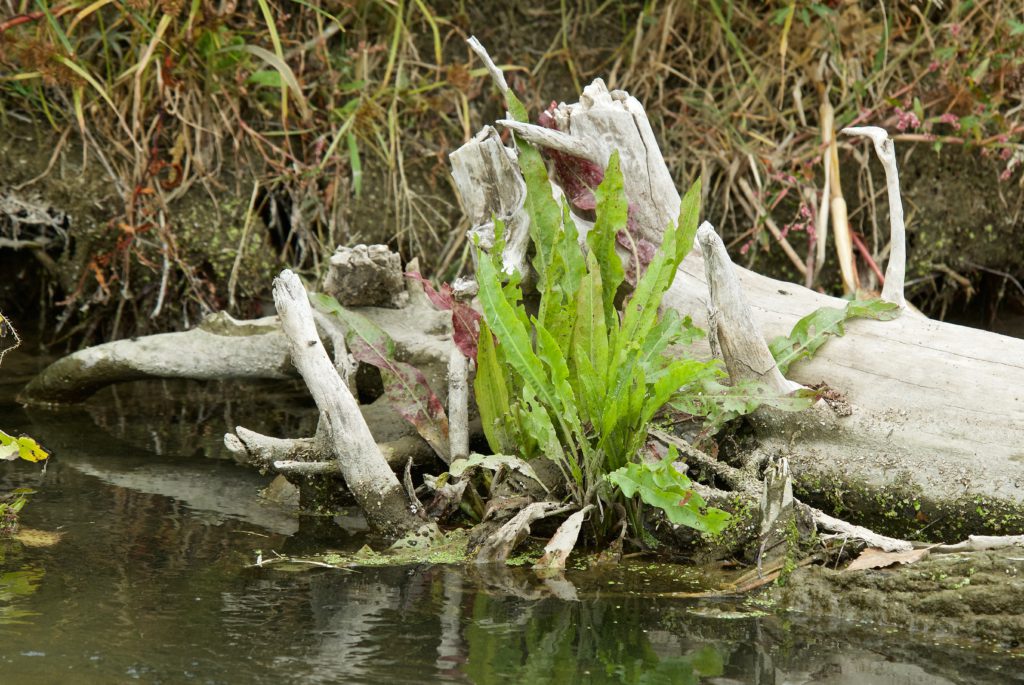 Swamp Dock (Rumex aquaticus) (or R. verticillatus) - Plants and Animals ...