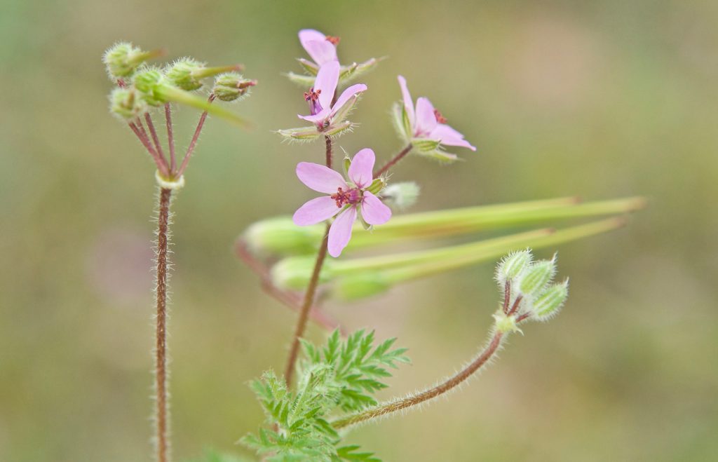 Redstem Filaree or Stork's Bill (Erodium cicutarium) - Plants and ...
