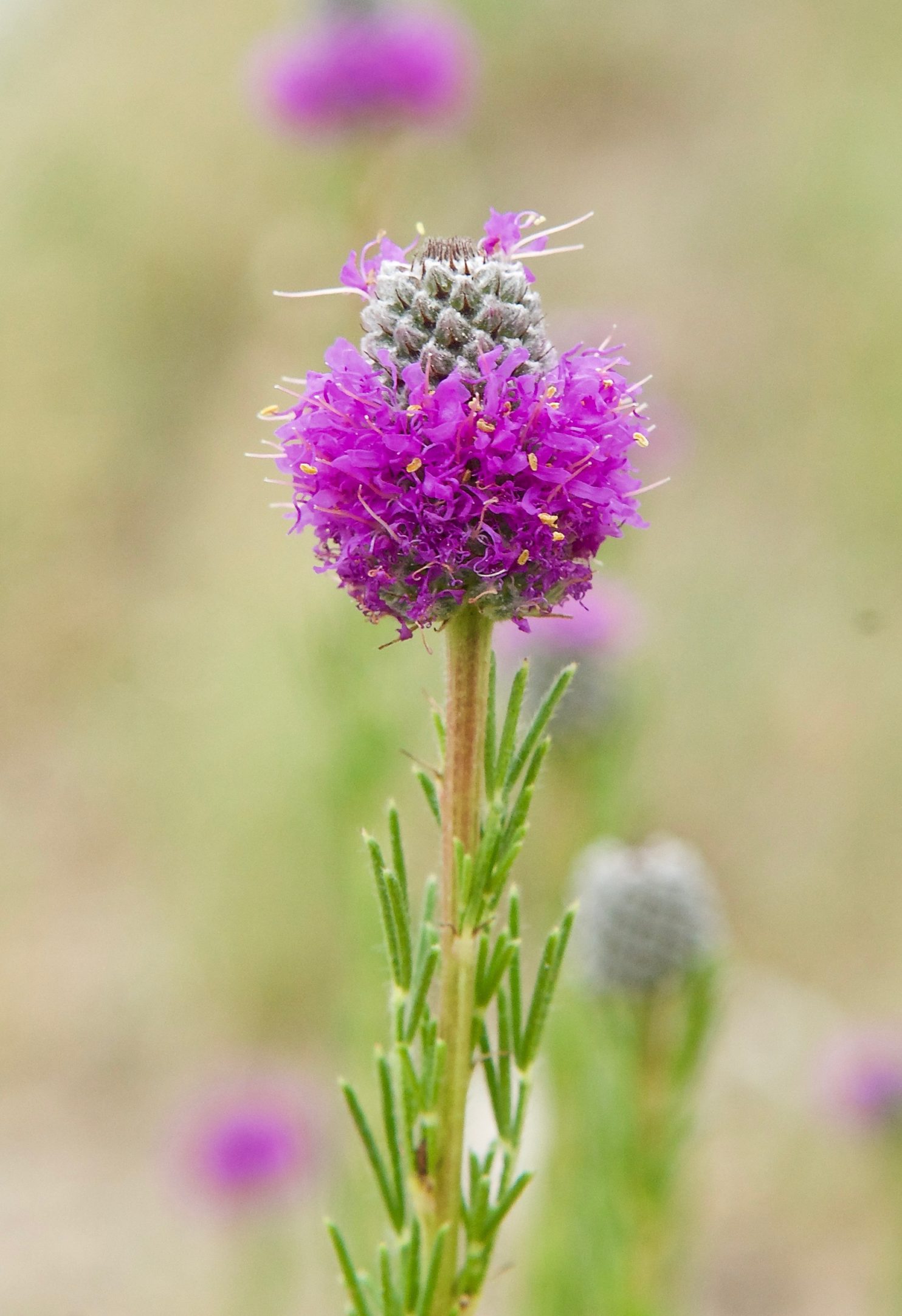 Purple Prairie Clover (Dalea purpurea) - Plants and Animals of ...
