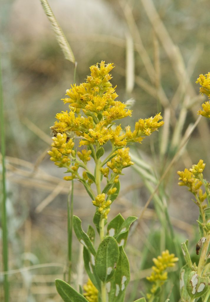Rocky Mountain Goldenrod (Solidago multiradiata) - Plants and Animals ...
