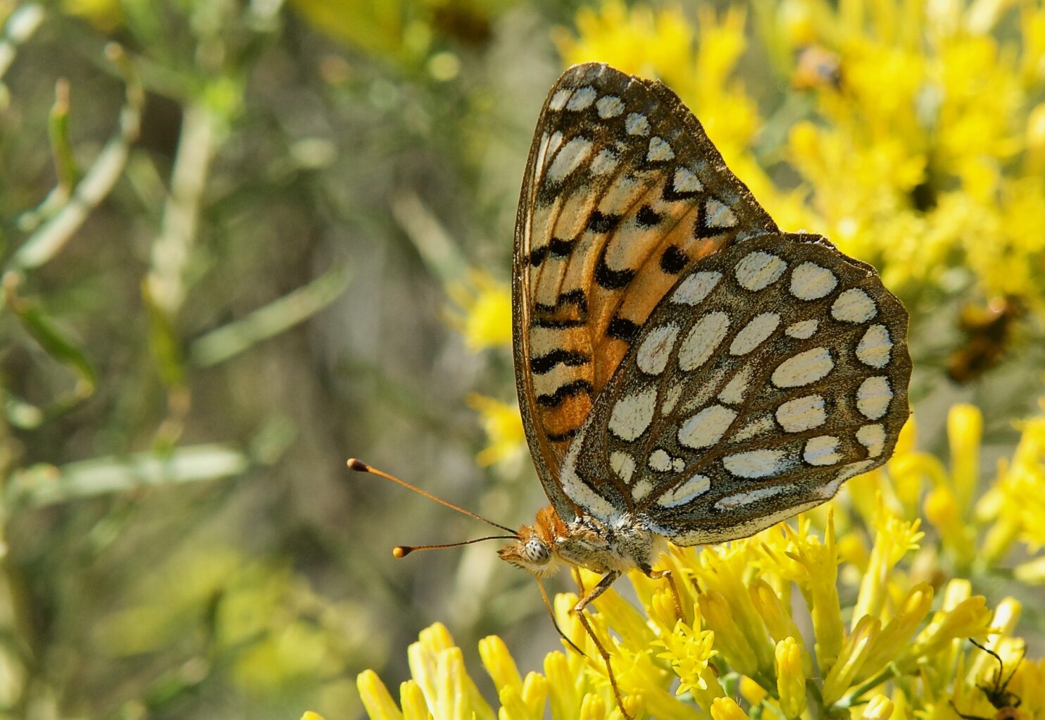 Atlantis Fritillary Butterfly (Speyeria atlantis) - Plants and Animals ...
