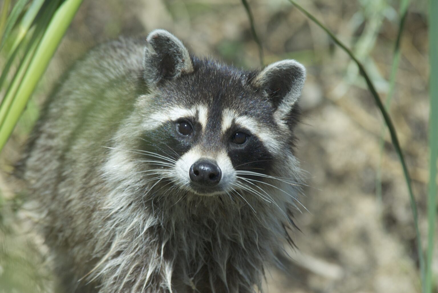 Raccoons - Plants and Animals of Northeast Colorado