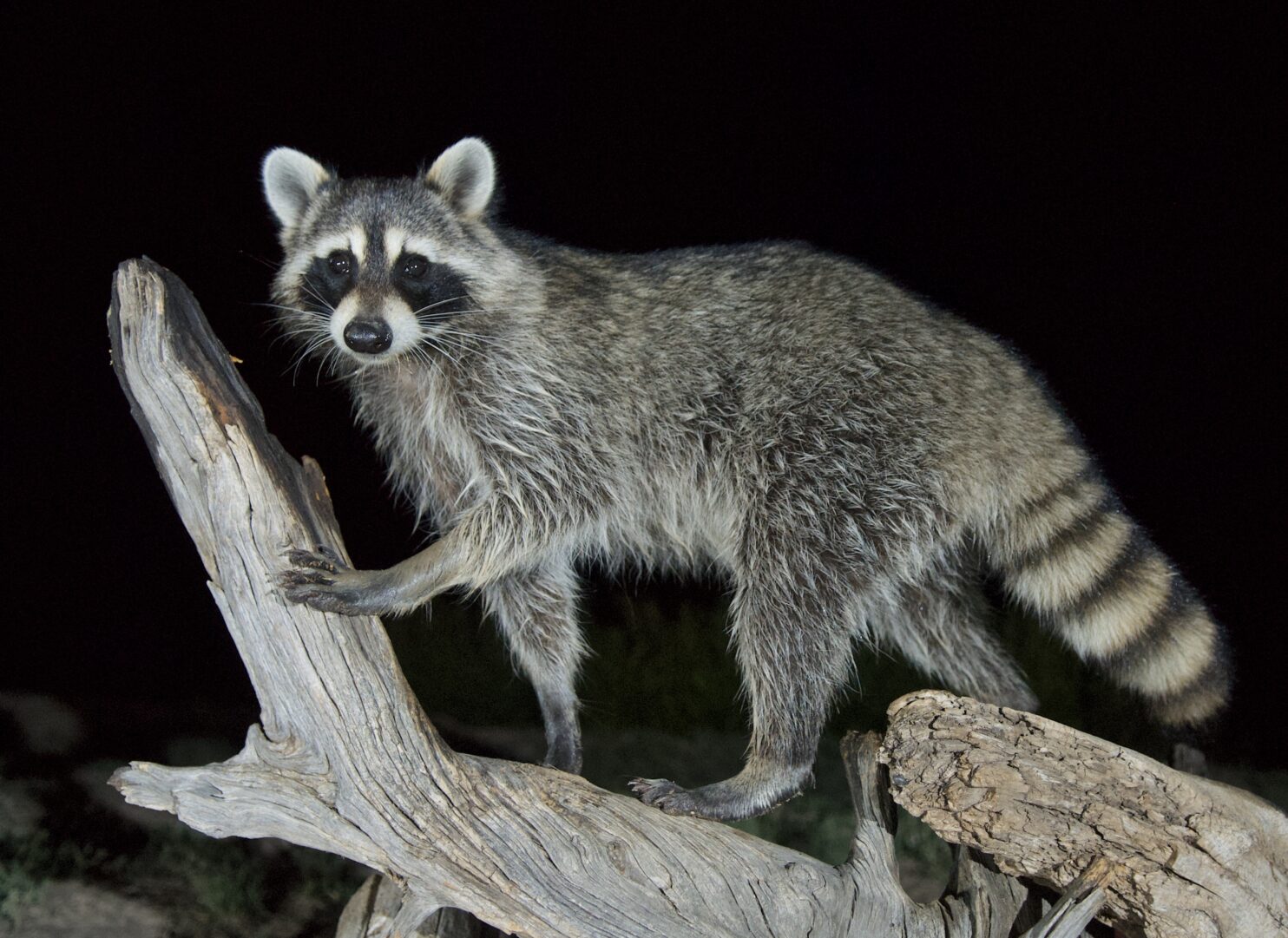 Raccoons - Plants and Animals of Northeast Colorado