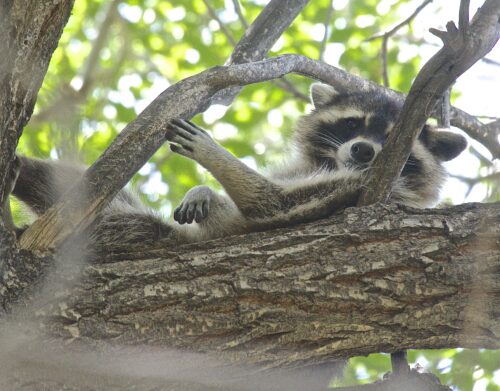 Raccoons - Plants and Animals of Northeast Colorado