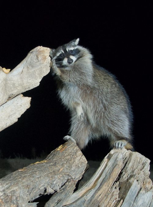 Raccoons - Plants and Animals of Northeast Colorado