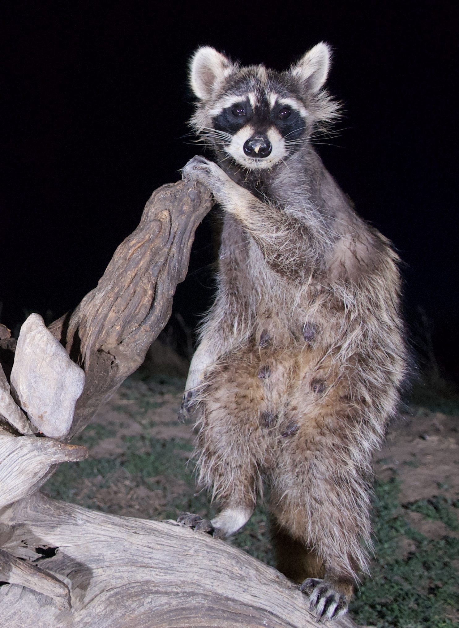 Raccoons - Plants and Animals of Northeast Colorado