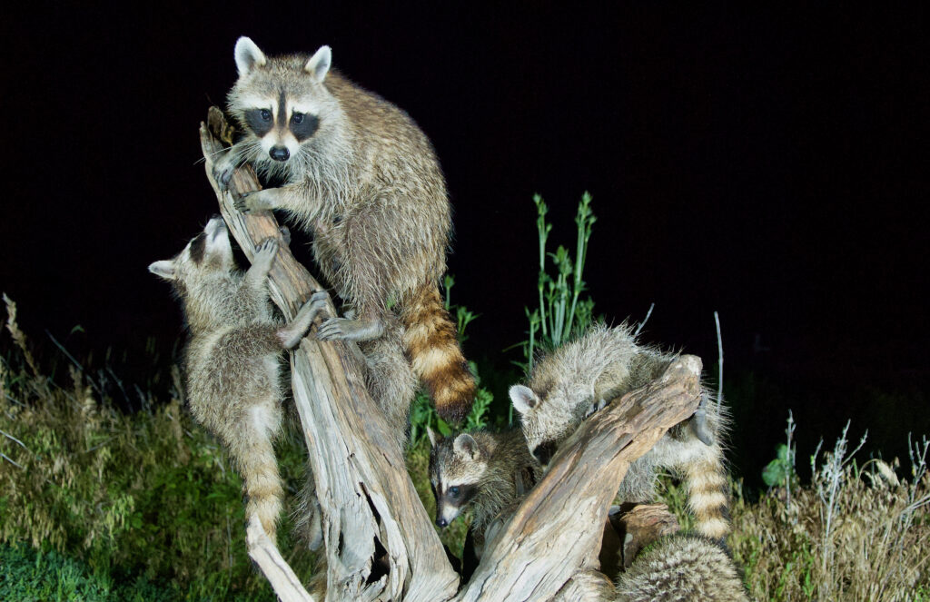 Raccoons - Plants and Animals of Northeast Colorado