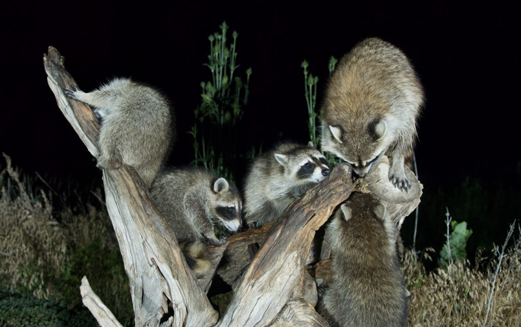 Raccoons - Plants and Animals of Northeast Colorado