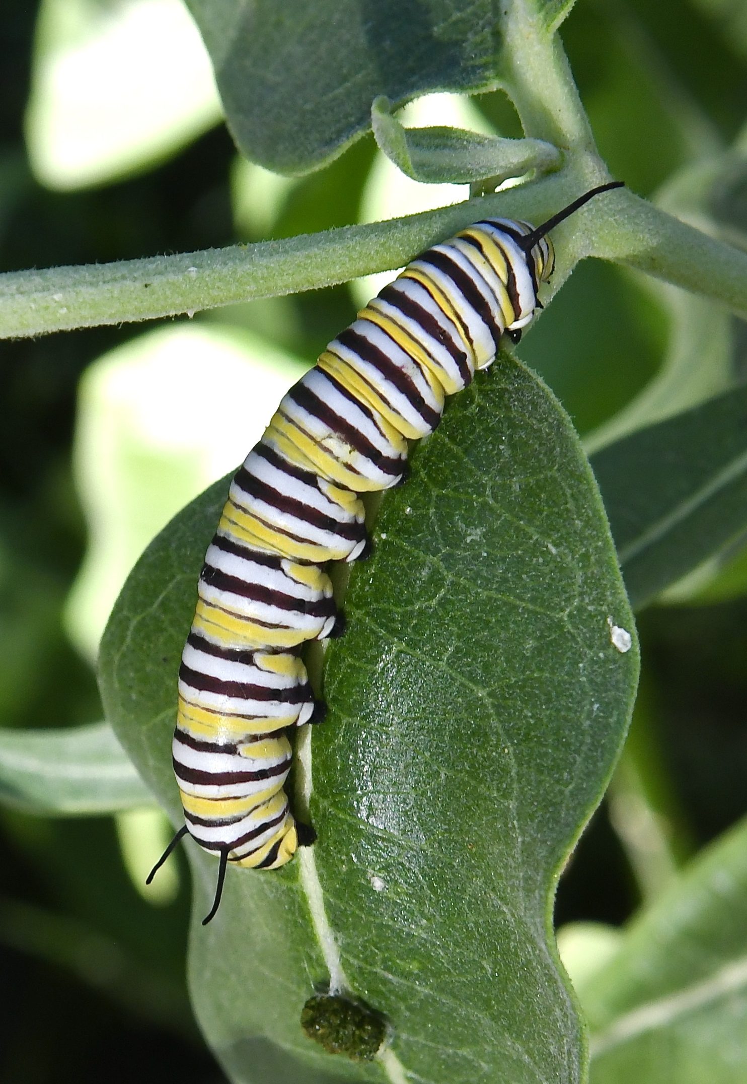 9-21-23 (Birth of a Monarch) - Plants and Animals of Northeast Colorado